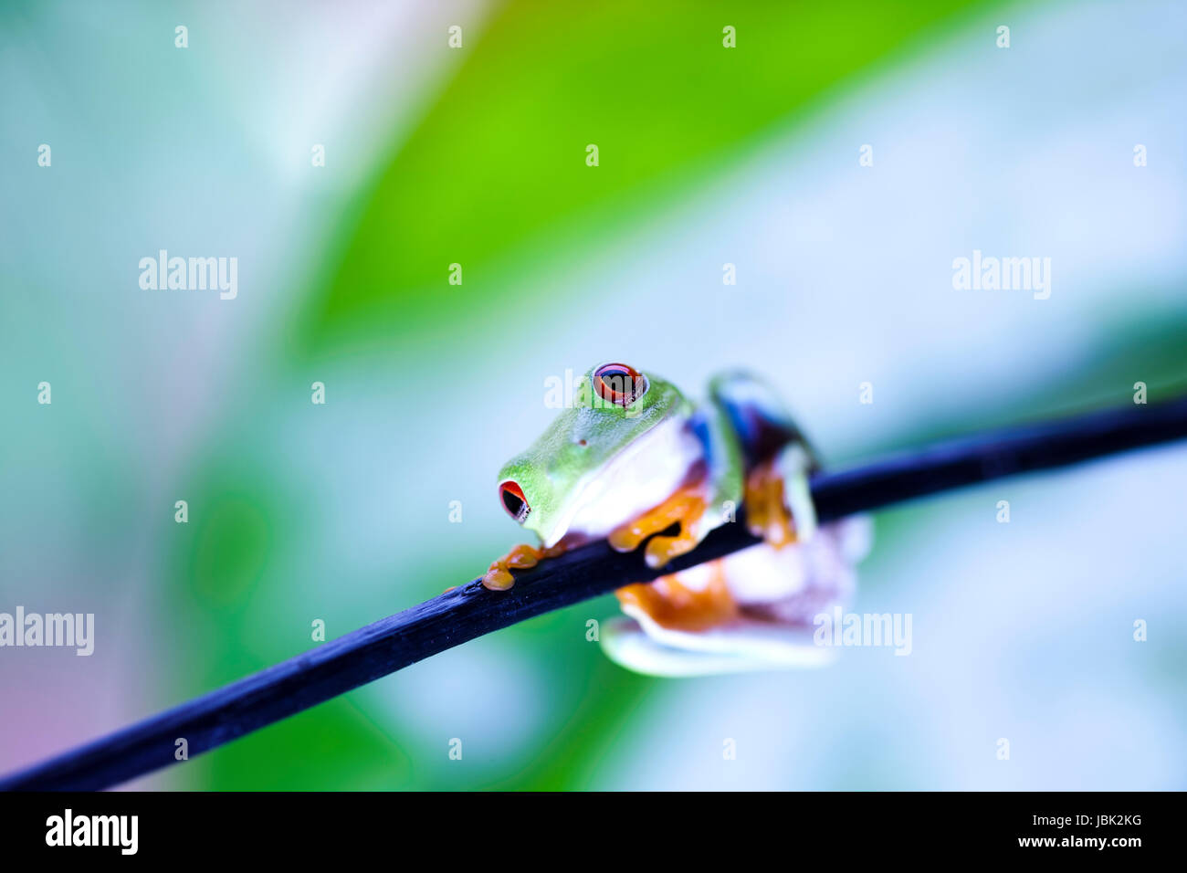 greenback tree frog Stock Photo - Alamy
