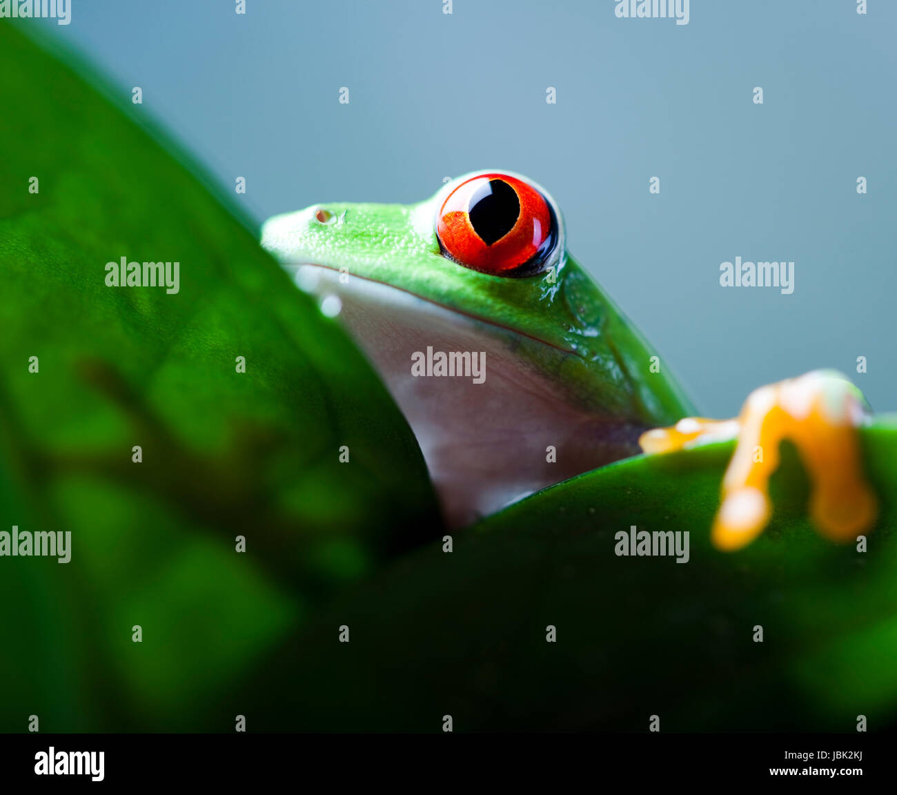 greenback tree frog Stock Photo - Alamy