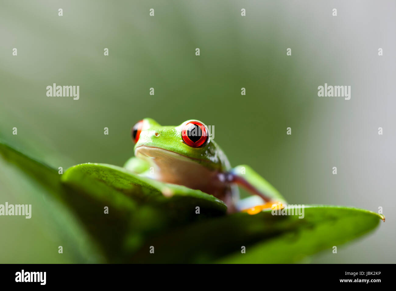 greenback tree frog Stock Photo - Alamy