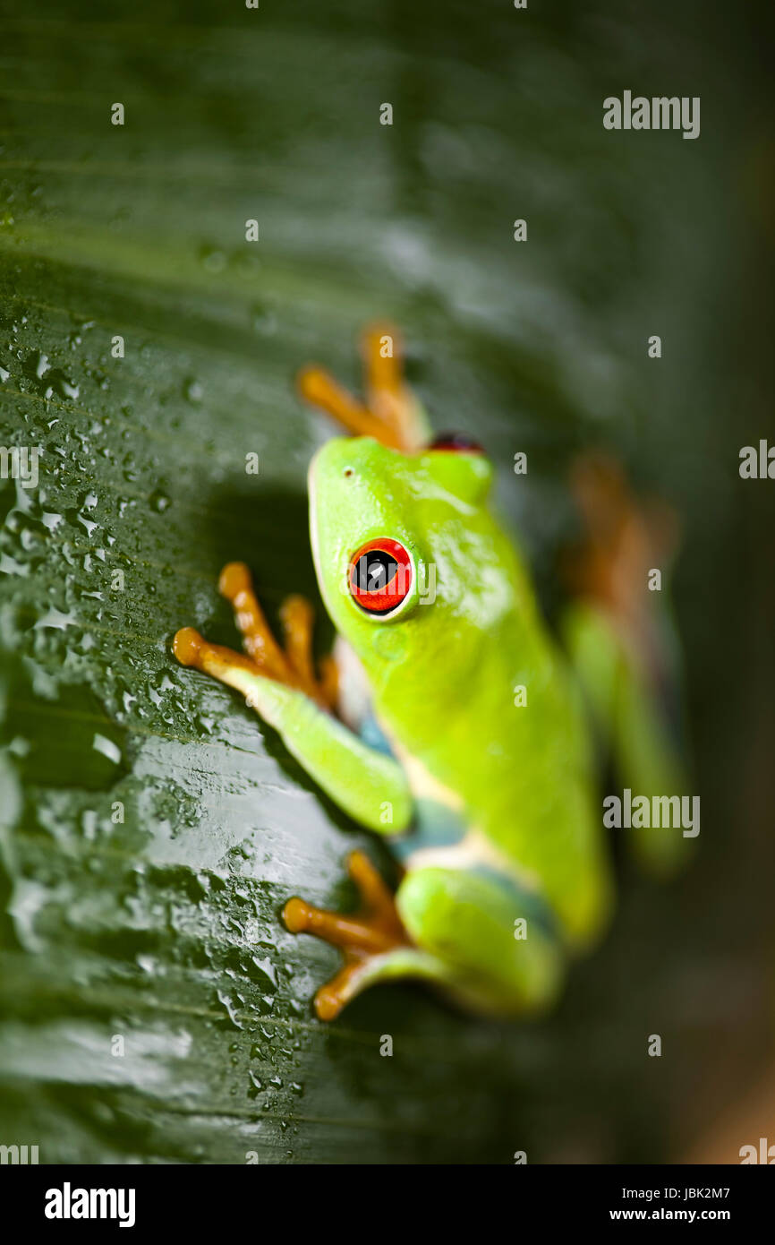 greenback tree frog Stock Photo - Alamy
