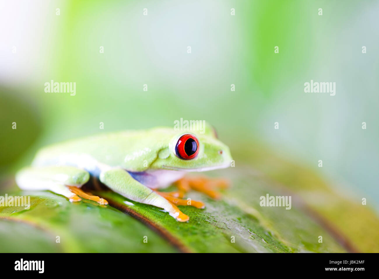greenback tree frog Stock Photo - Alamy