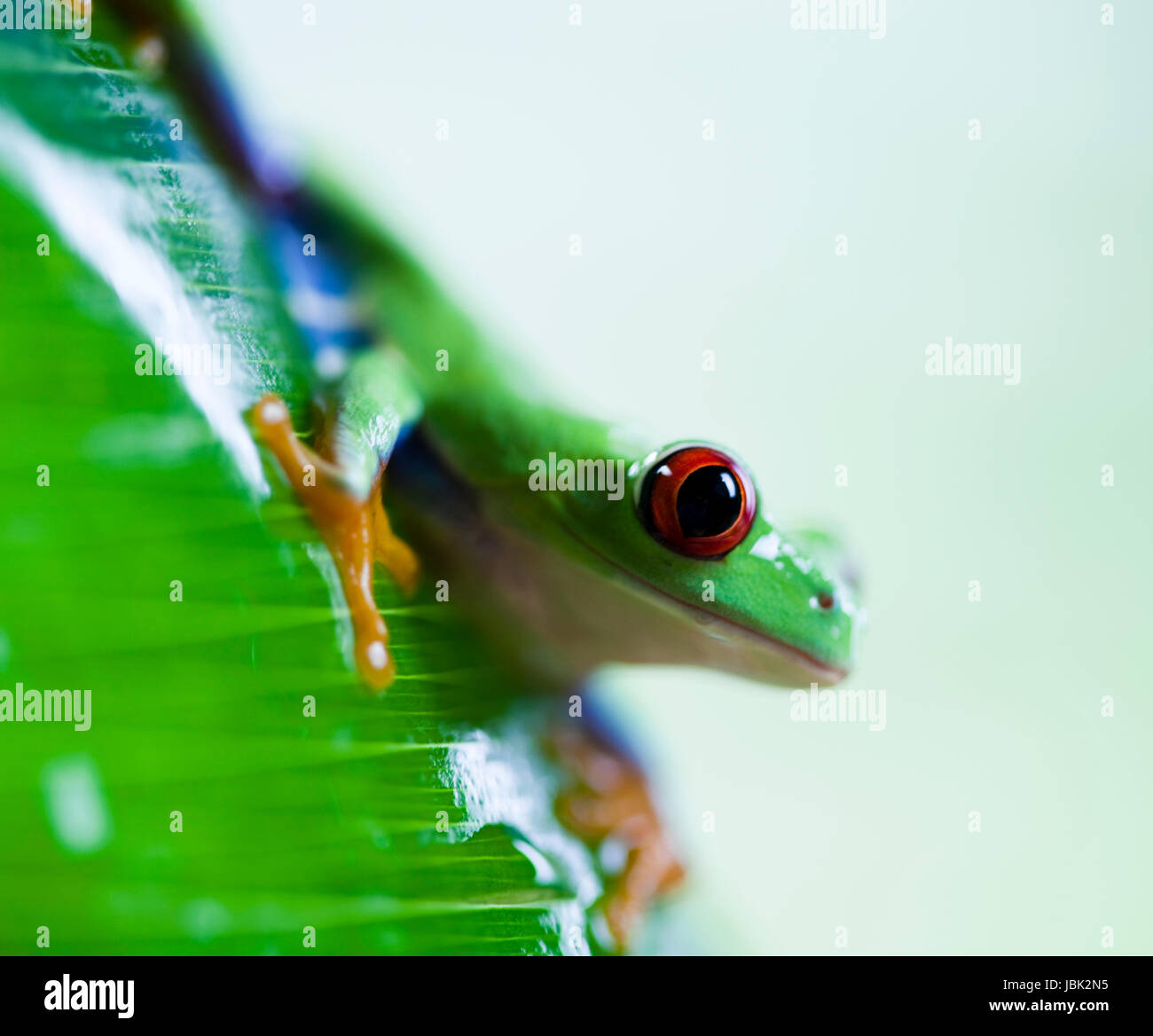 greenback tree frog Stock Photo - Alamy