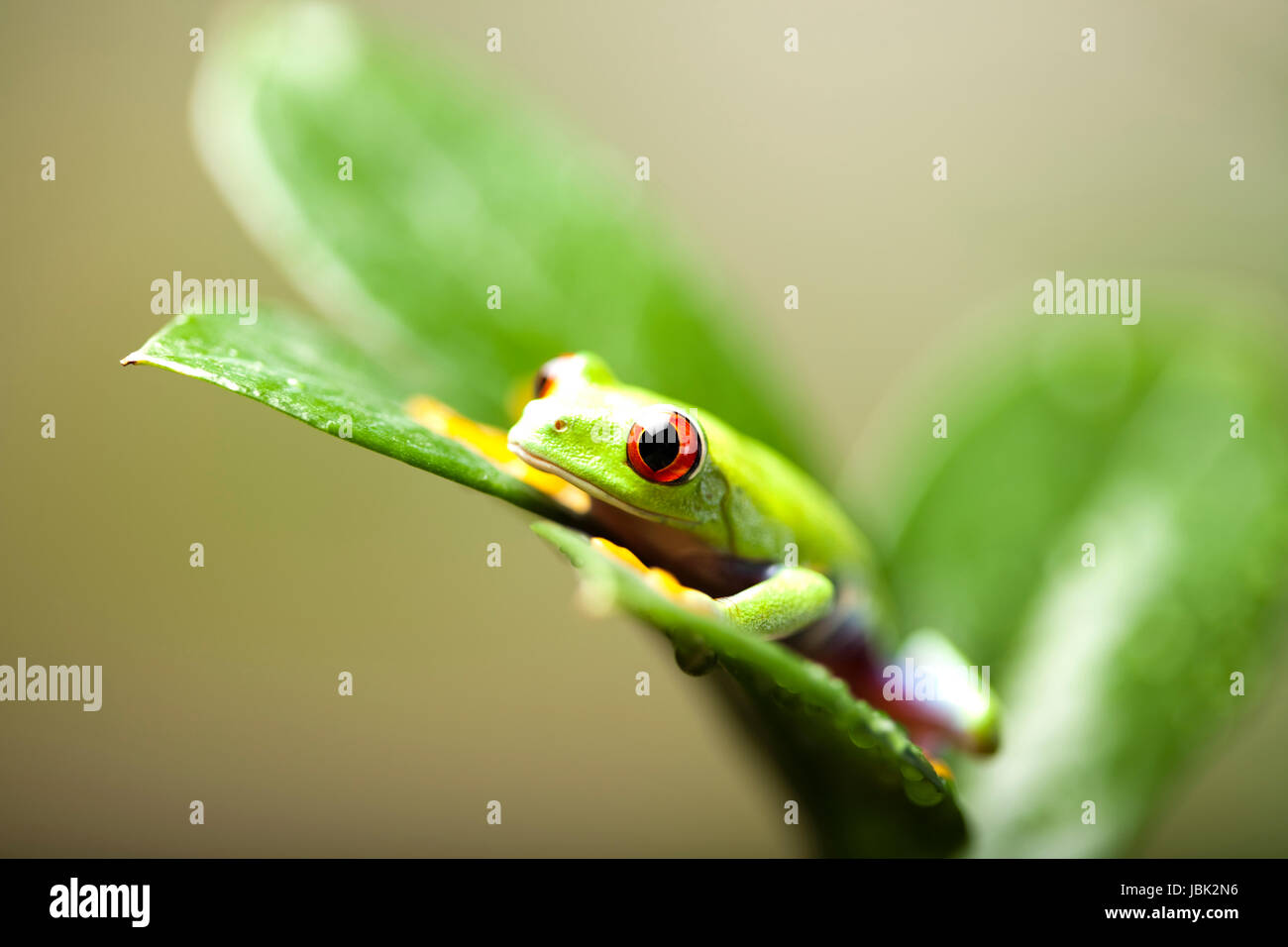 greenback tree frog Stock Photo - Alamy