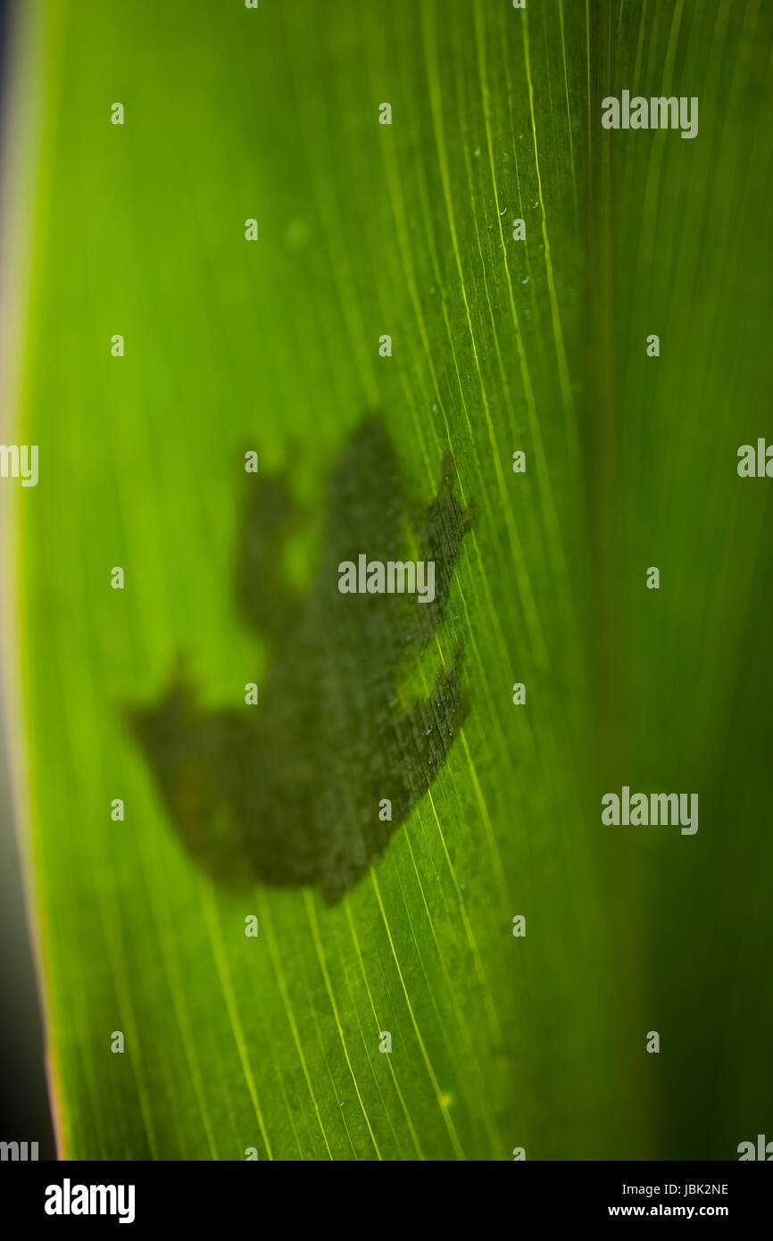 greenback tree frog Stock Photo - Alamy