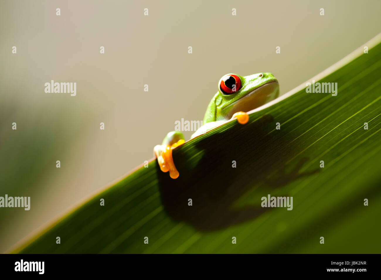 greenback tree frog Stock Photo - Alamy