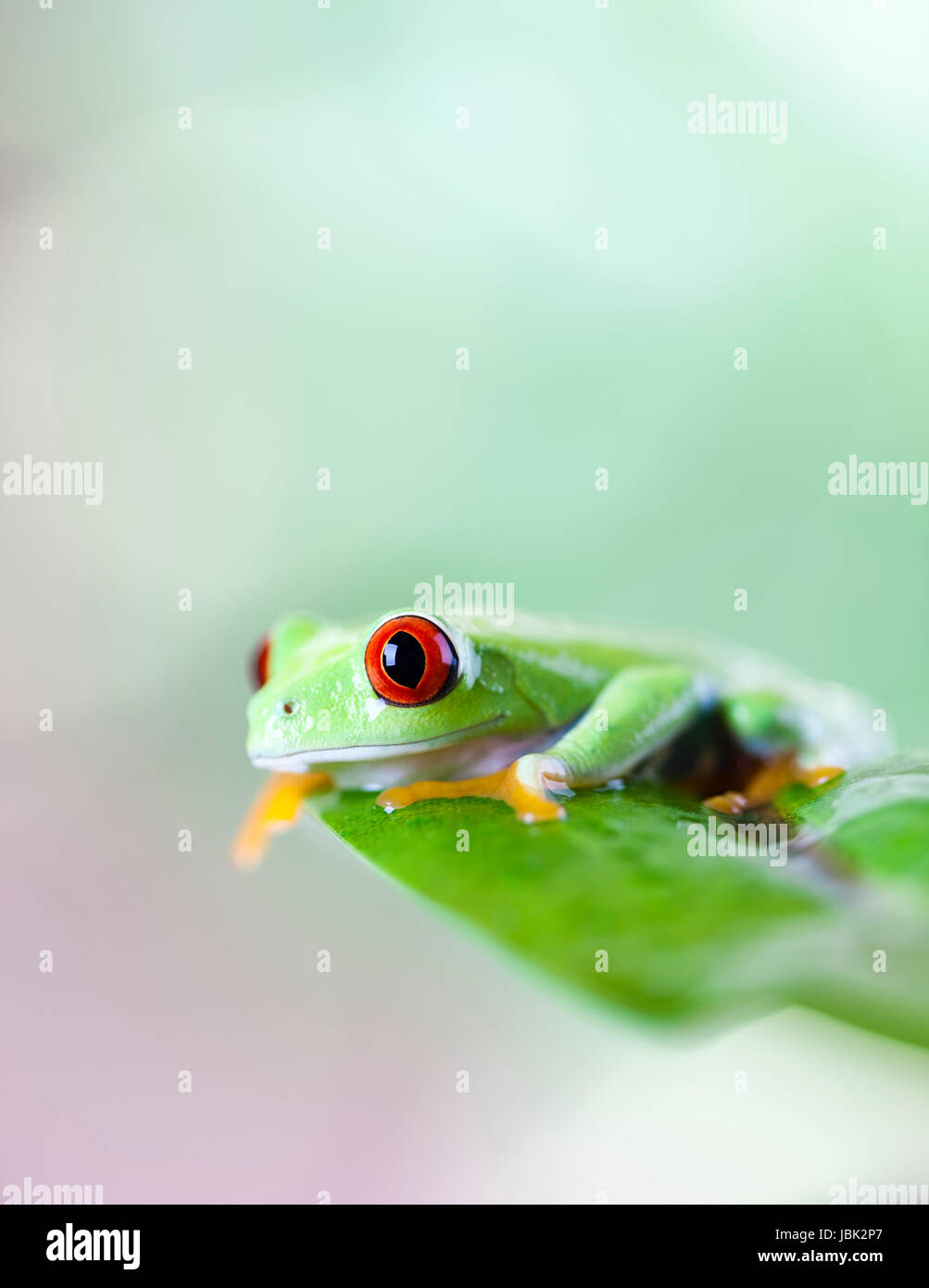 greenback tree frog Stock Photo - Alamy