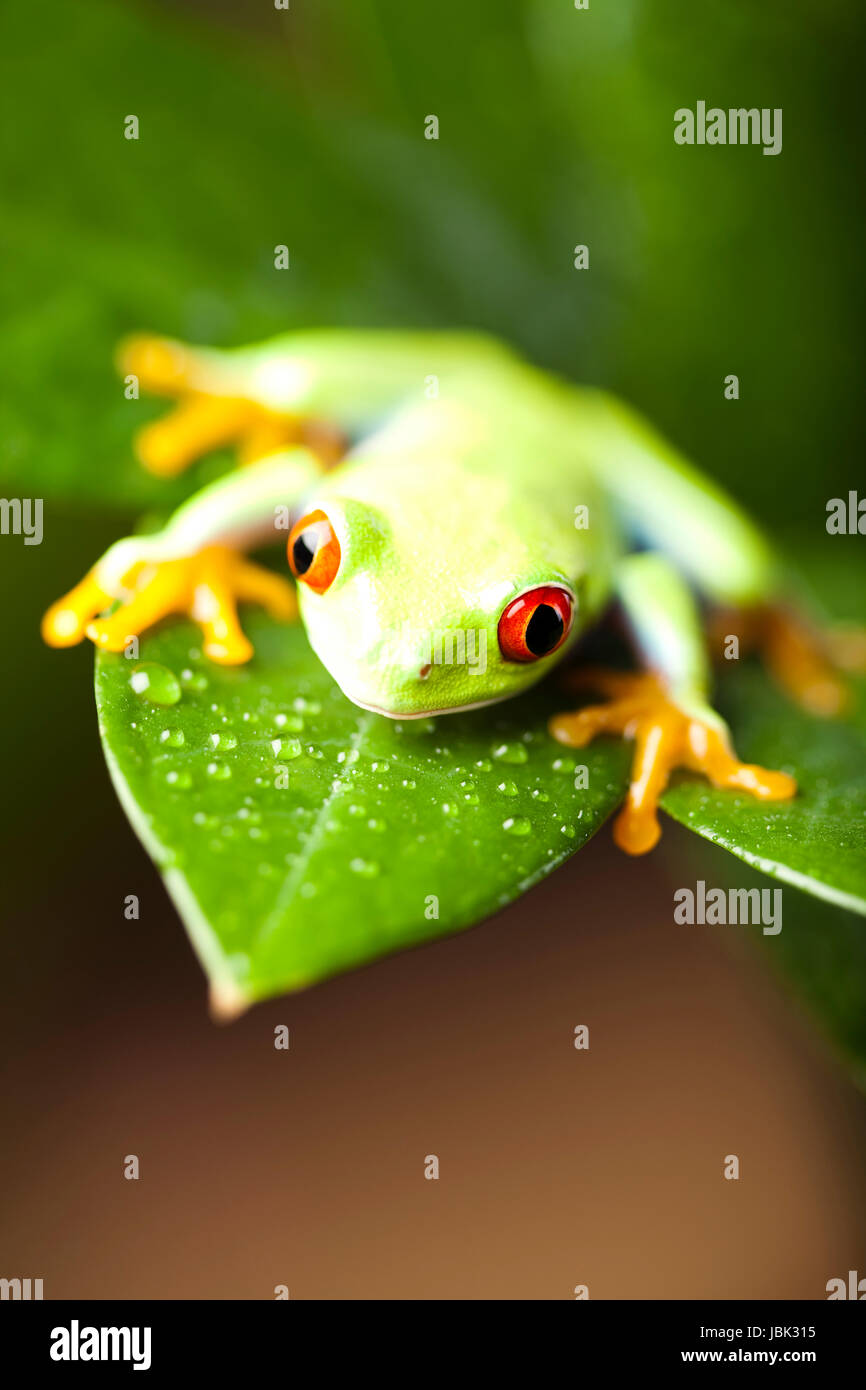 greenback tree frog Stock Photo - Alamy