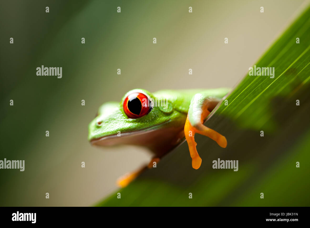 greenback tree frog Stock Photo - Alamy