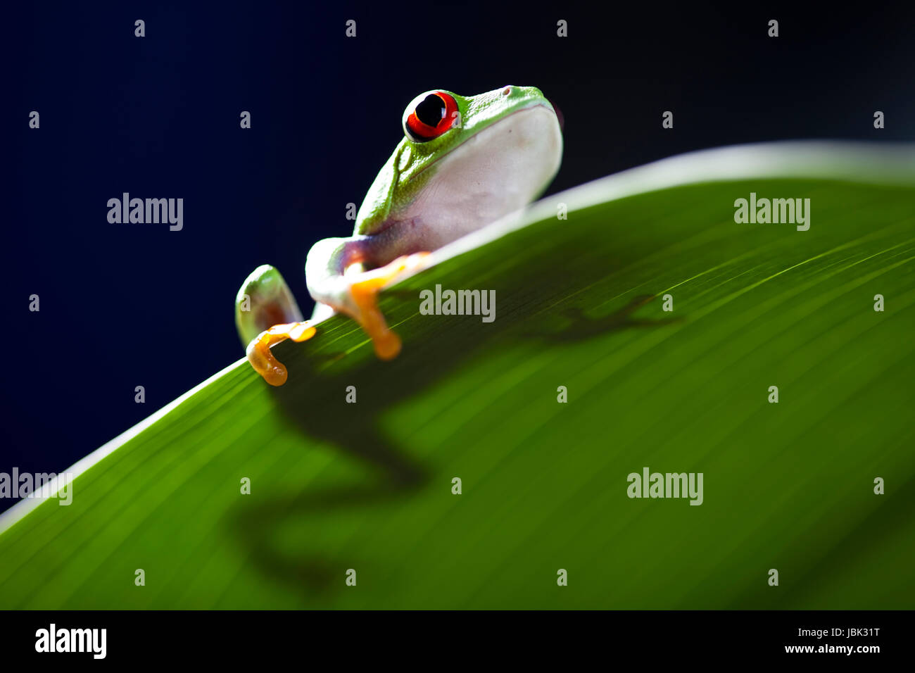 greenback tree frog Stock Photo - Alamy