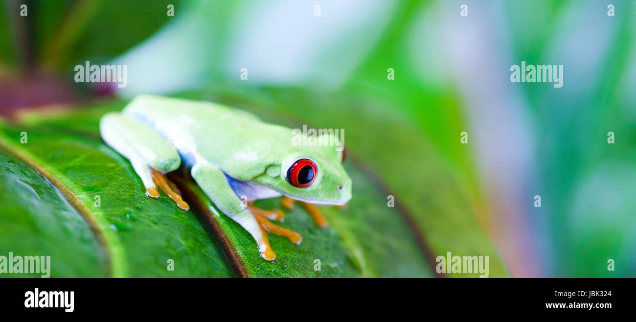 greenback tree frog Stock Photo - Alamy