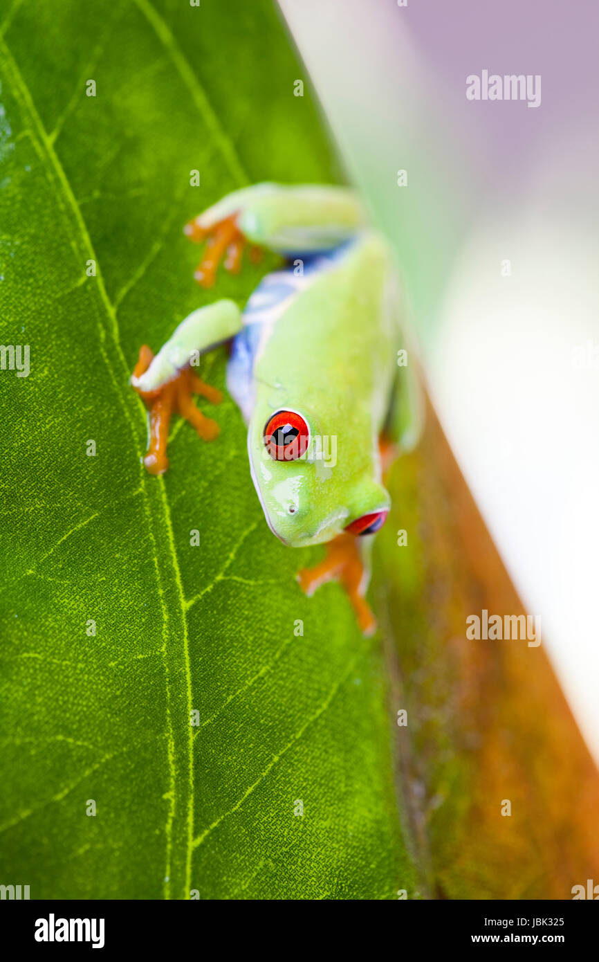 greenback tree frog Stock Photo - Alamy