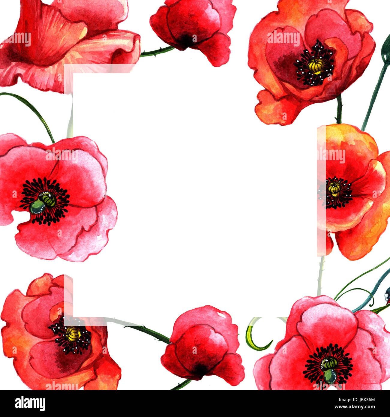 Wildflower poppy flower frame in a watercolor style isolated. Full name ...