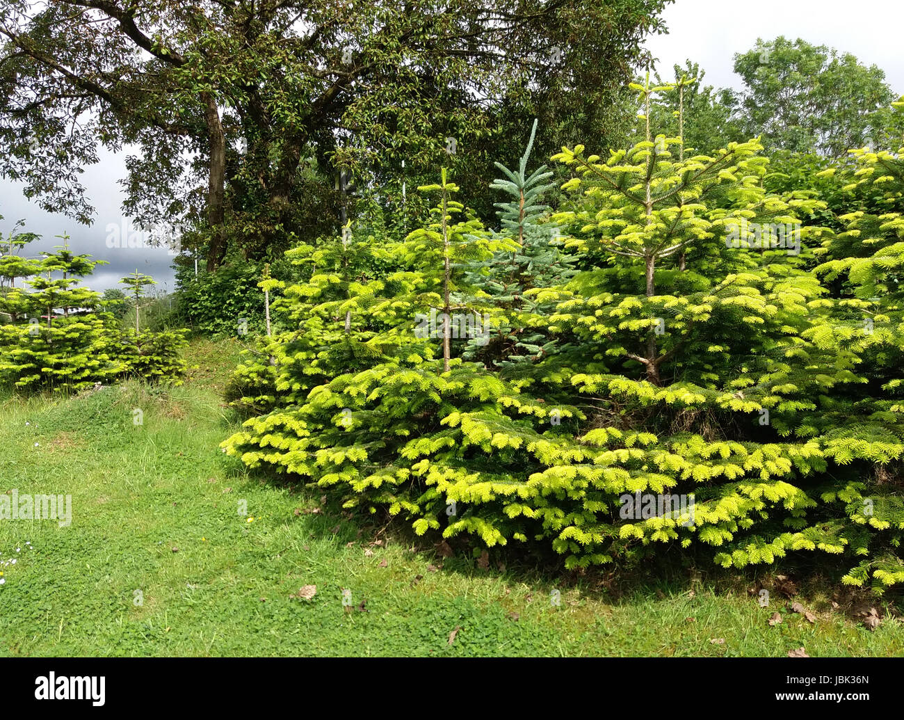 Fforestfach hi-res stock photography and images - Alamy