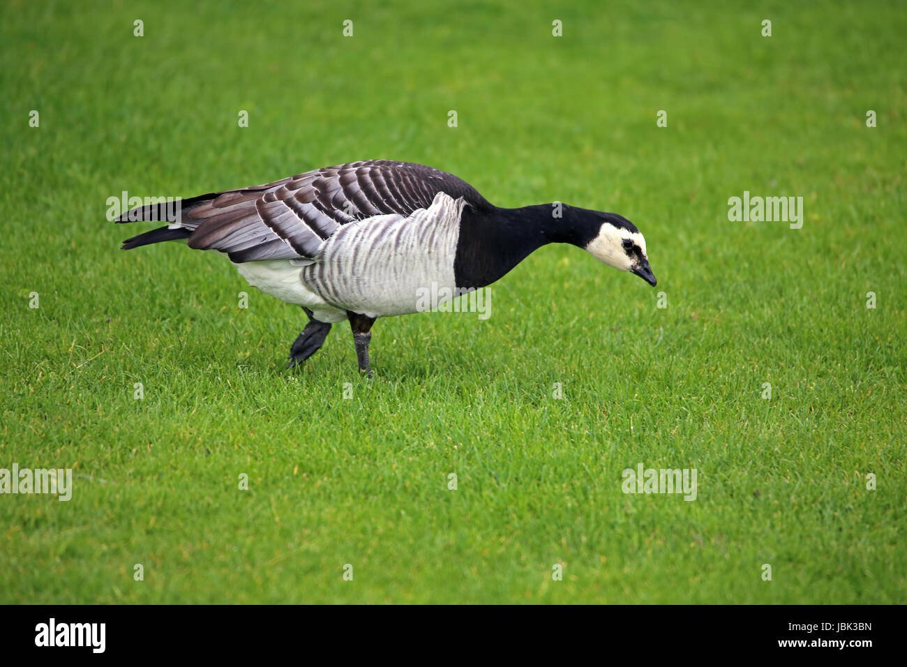 Black goose hi-res stock photography and images - Alamy