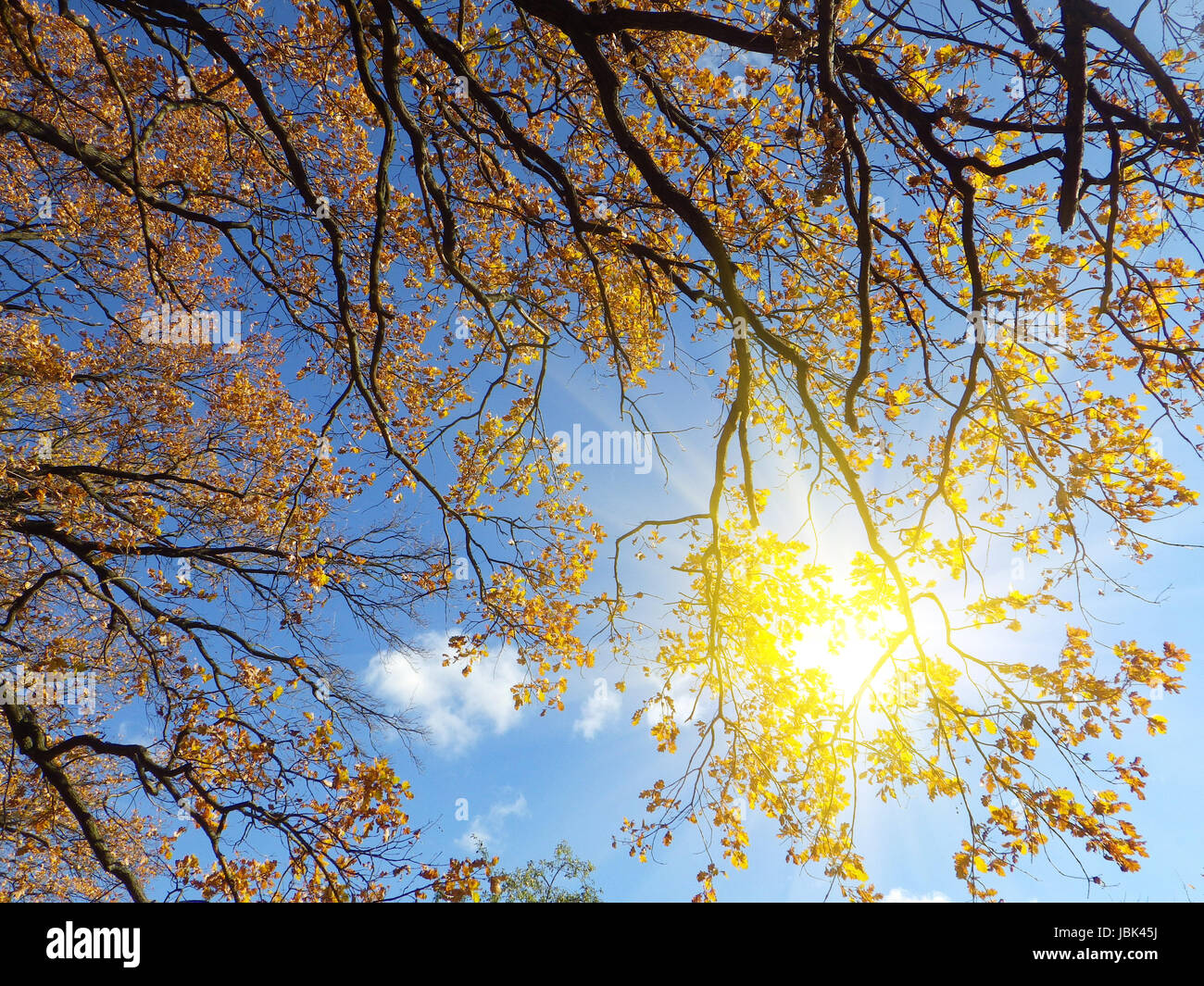autumn forest background in a sunny day Stock Photo - Alamy