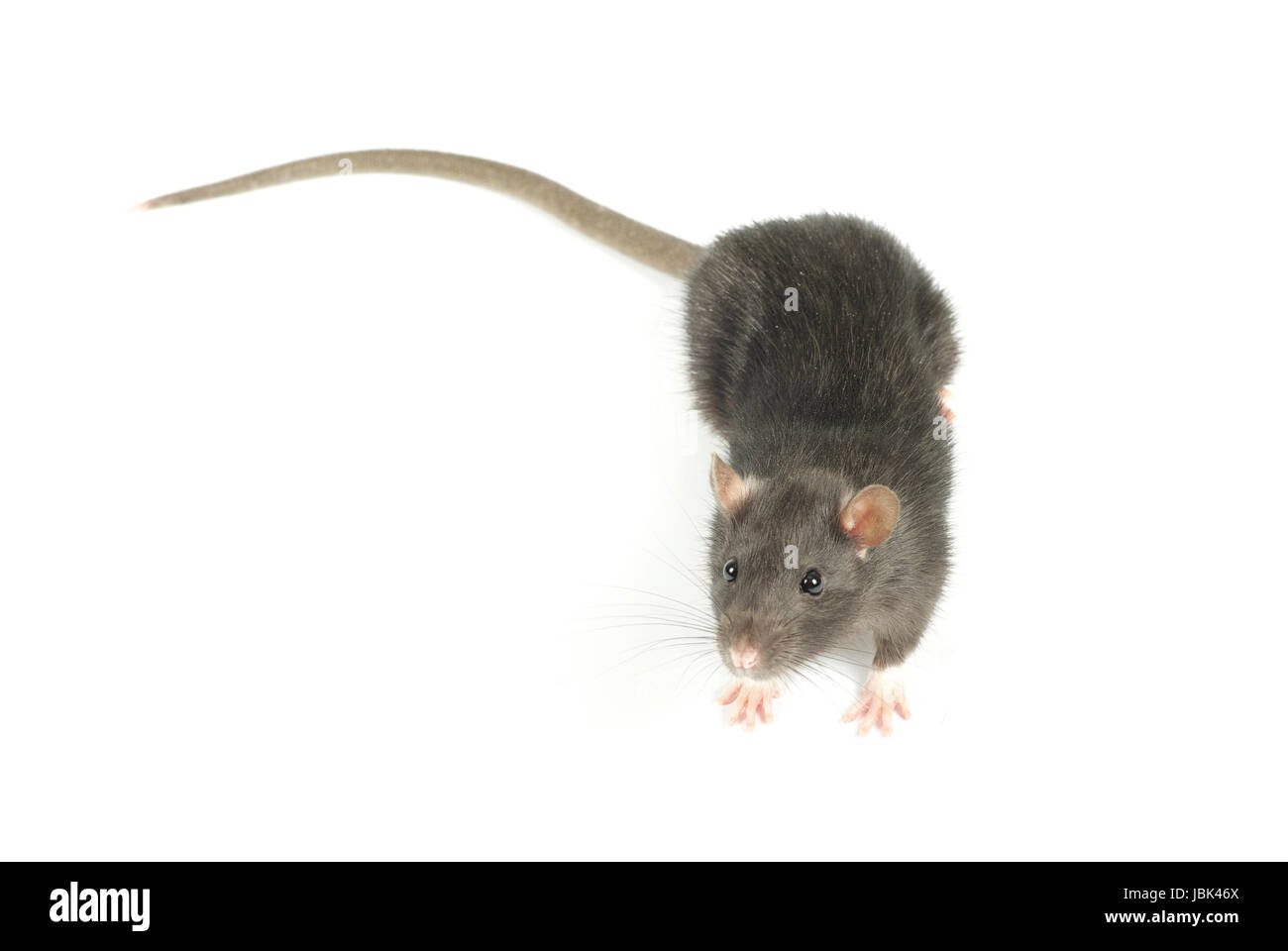funny rat isolated on white background Stock Photo - Alamy