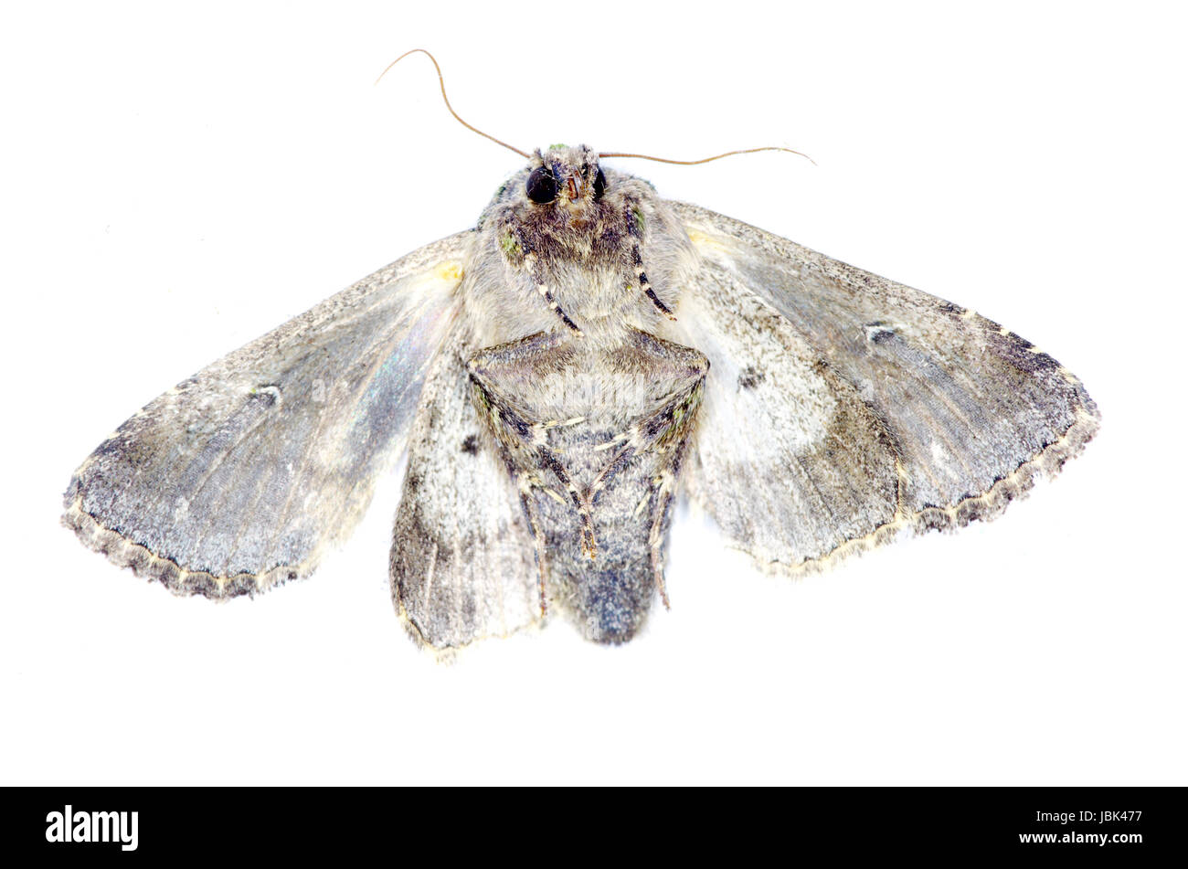 moth isolated on white background Stock Photo - Alamy