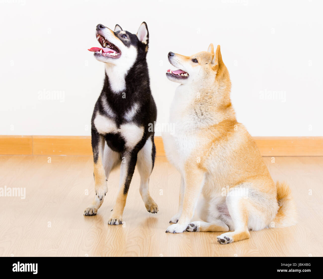 Two shiba dog at home Stock Photo - Alamy
