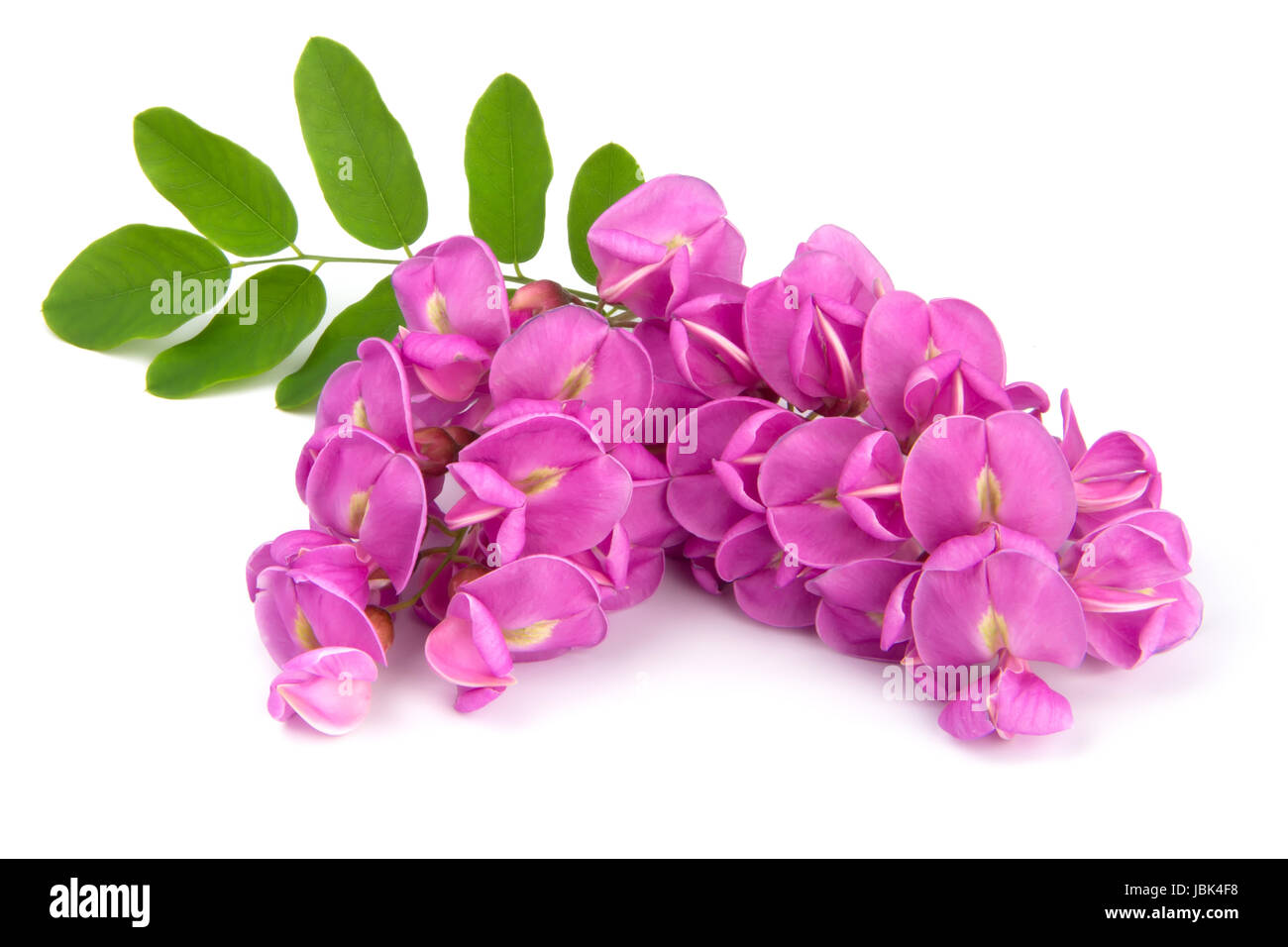 close up of purple sophora flower isolated on white background Stock ...