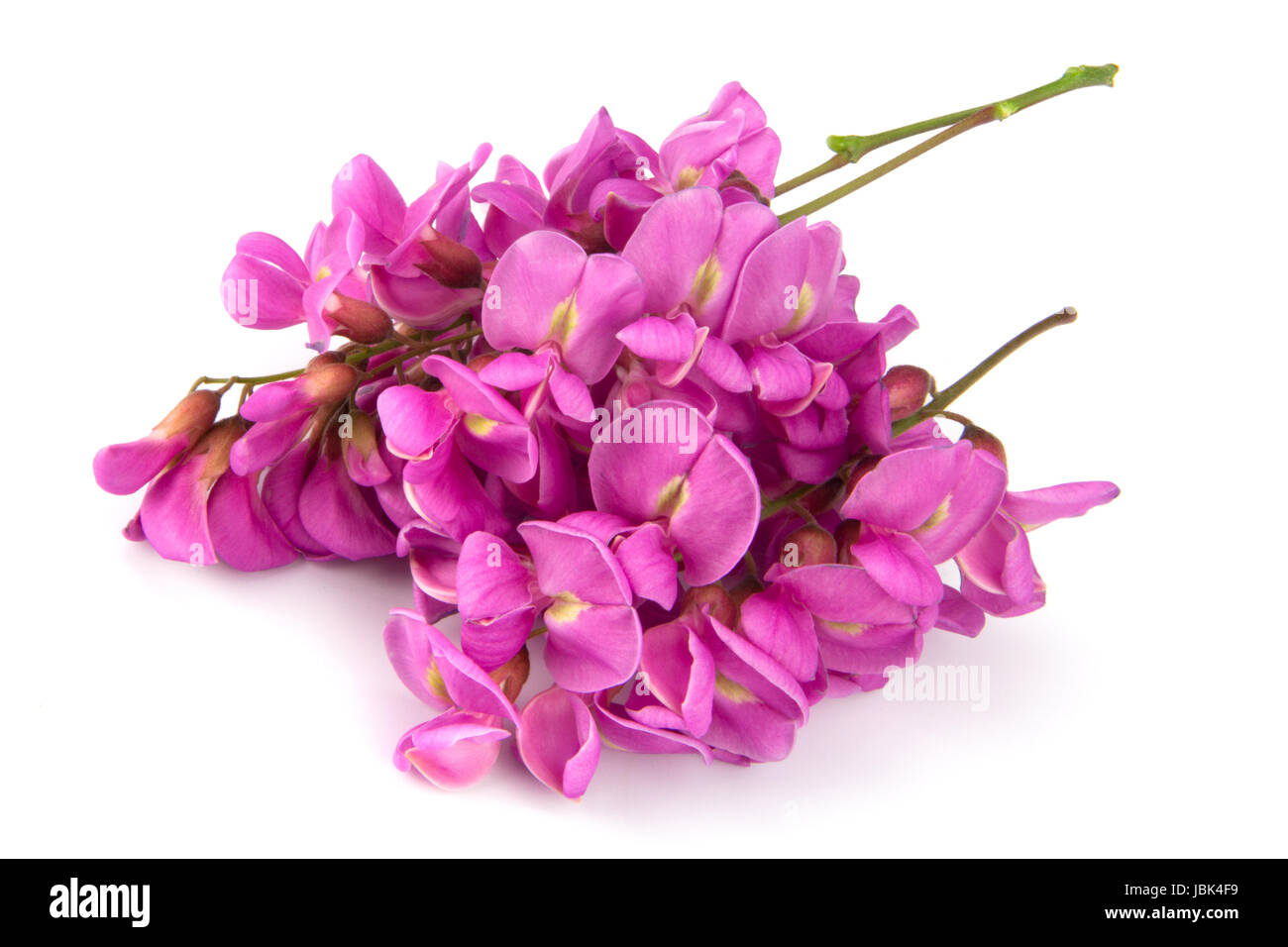 close up of purple sophora flower isolated on white background Stock ...