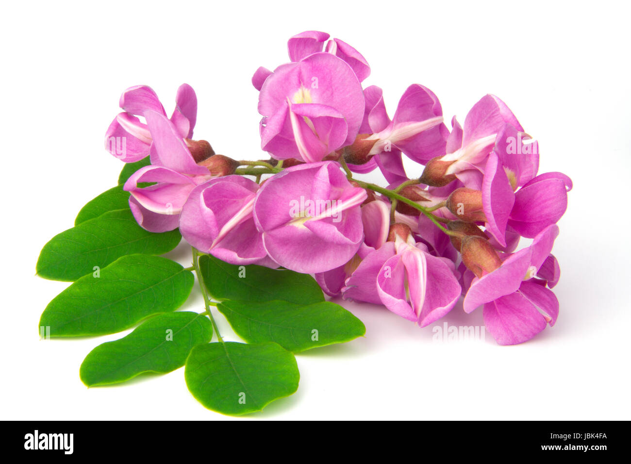 close up of purple sophora flower isolated on white background Stock ...