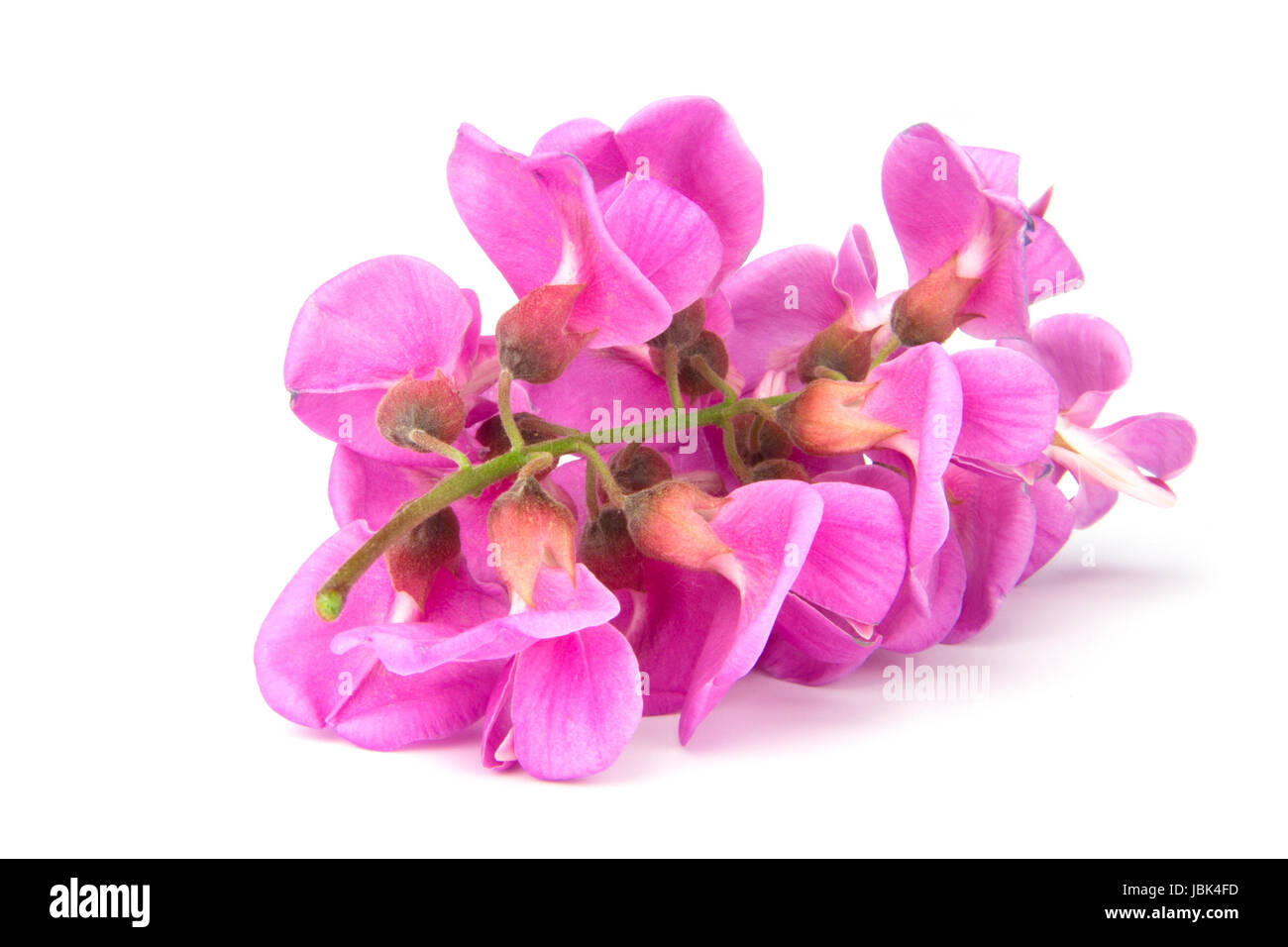 close up of purple sophora flower isolated on white background Stock ...