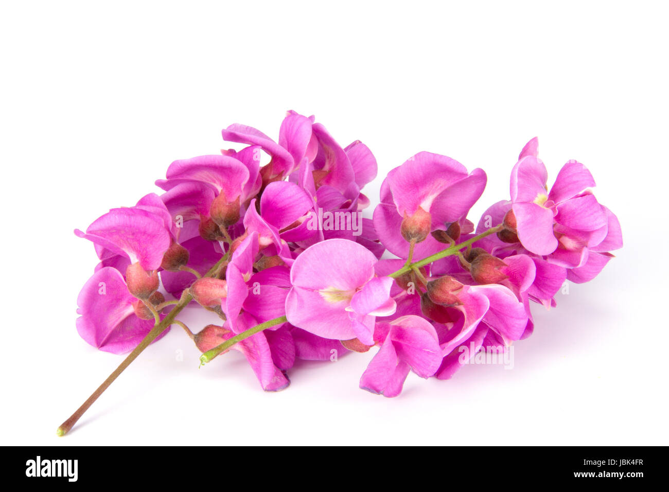 close up of purple sophora flower isolated on white background Stock ...