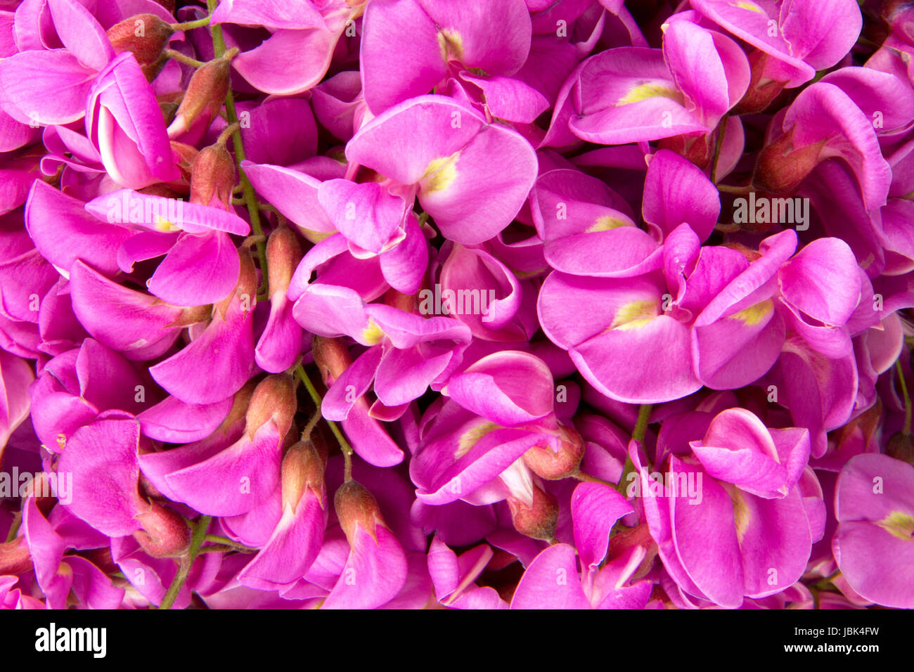 Sophora flower hi-res stock photography and images - Alamy