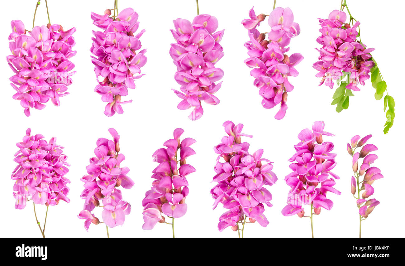 collection of purple sophora flower isolated on white background Stock ...