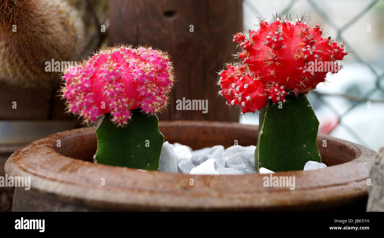 two colorful cacti Stock Photo - Alamy