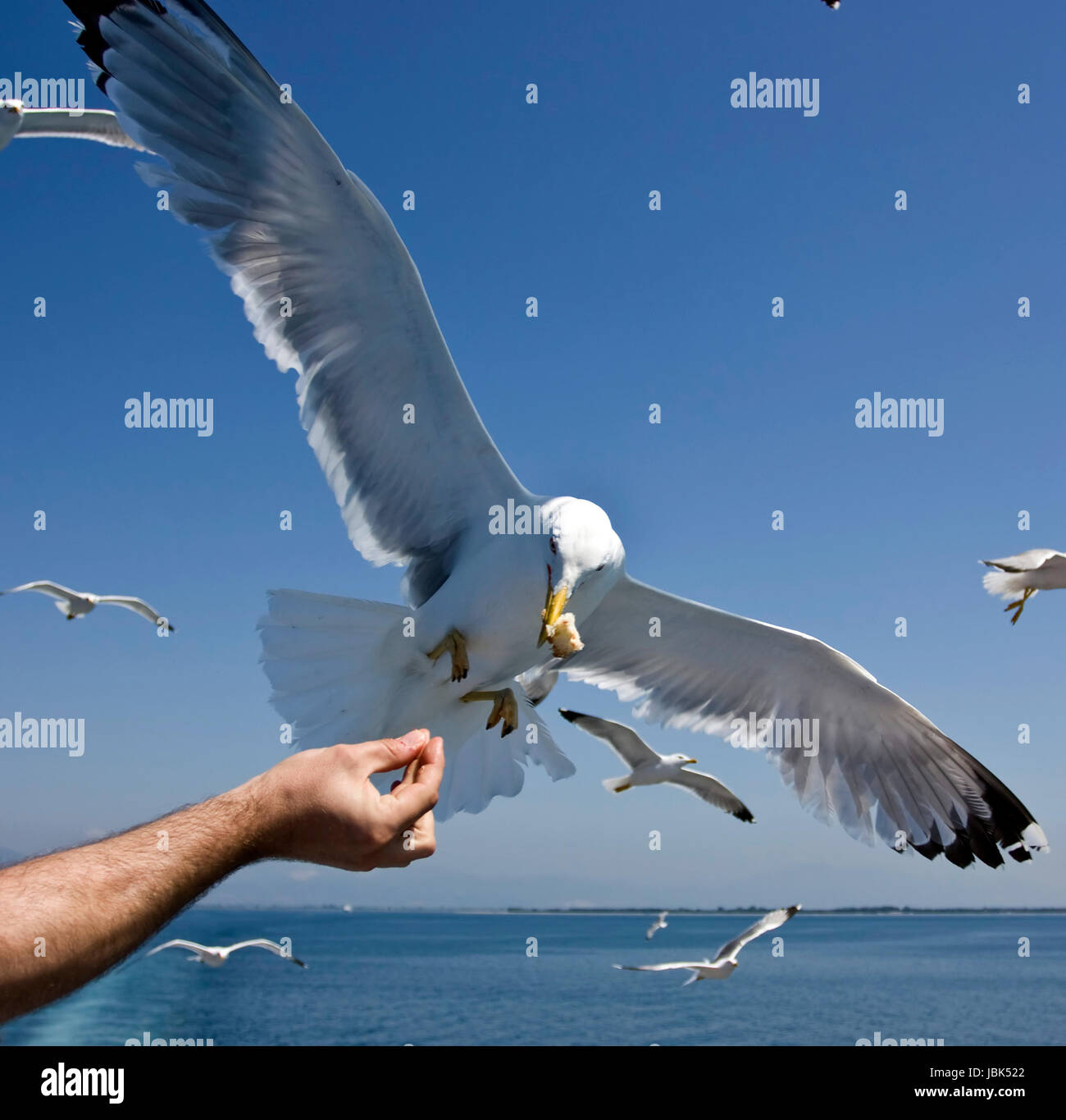 Feeding flying seagulls Stock Photo - Alamy