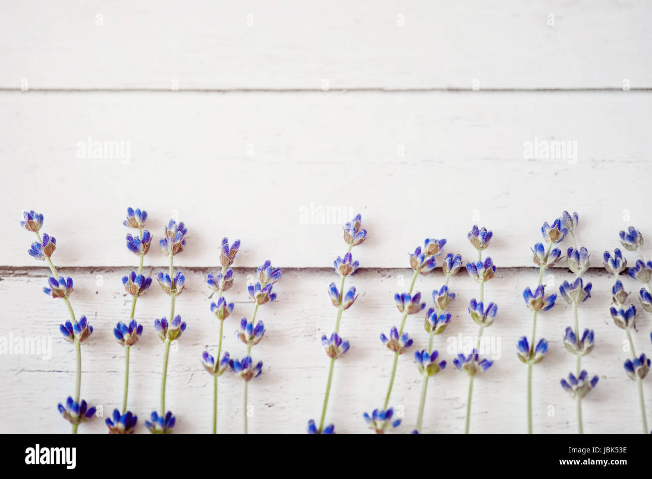fresh lavender flowers on white wood table background Stock Photo - Alamy