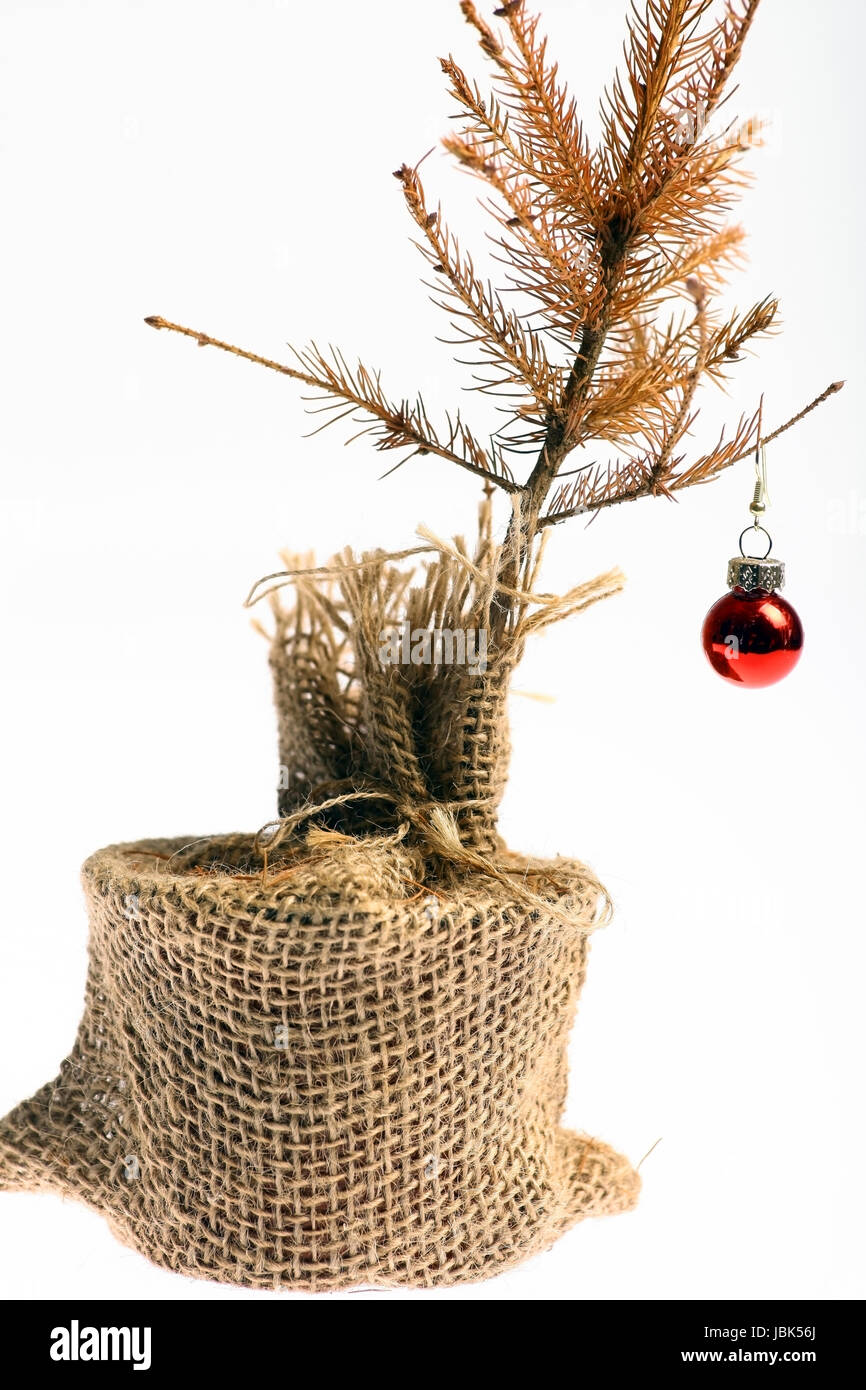 Dead christmas tree isolated hi-res stock photography and images - Alamy