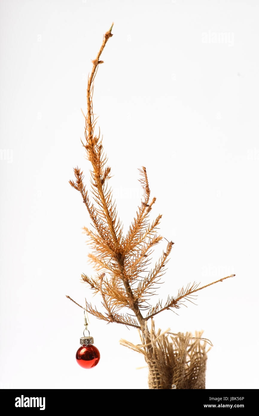 Dead christmas tree isolated hi-res stock photography and images - Alamy