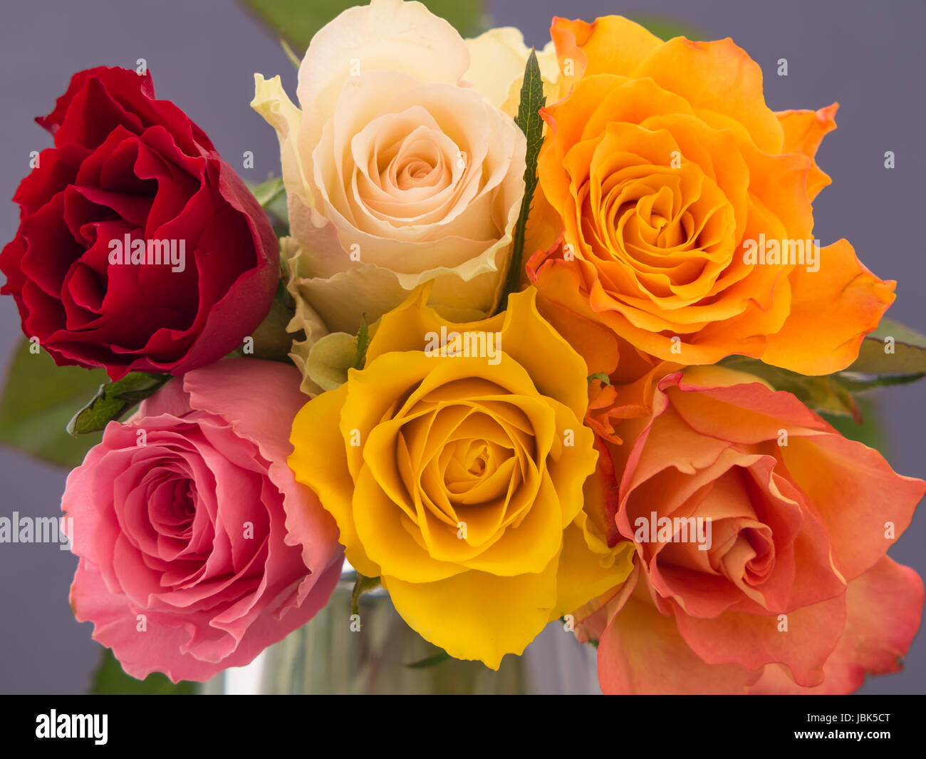 Close-up of an arrangement of yellow, red, white, orange and pink roses ...