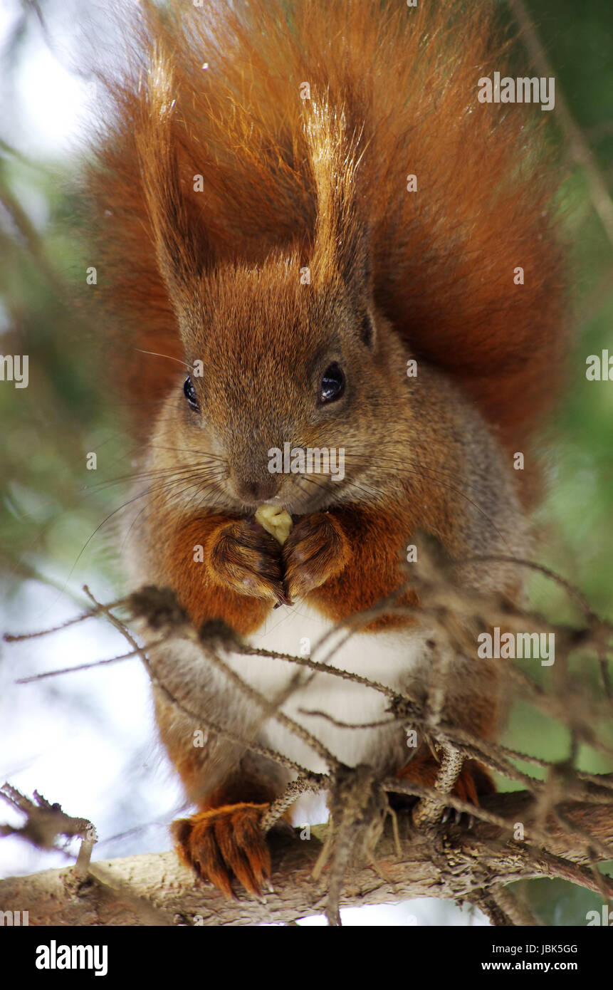 A squirrel hanging on tree Stock Photo - Alamy