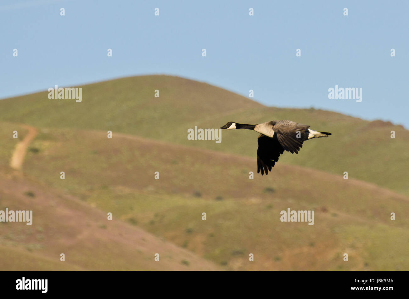 Canada Goose Flying Over The Hills Stock Photo - Alamy