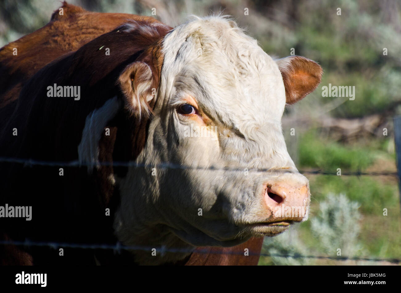The Bull and The Evil Eye Stock Photo - Alamy