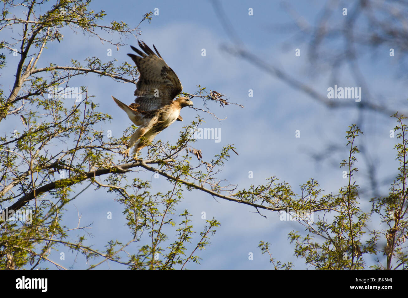 Red-Tailed Hawk Taking Flight Stock Photo - Alamy