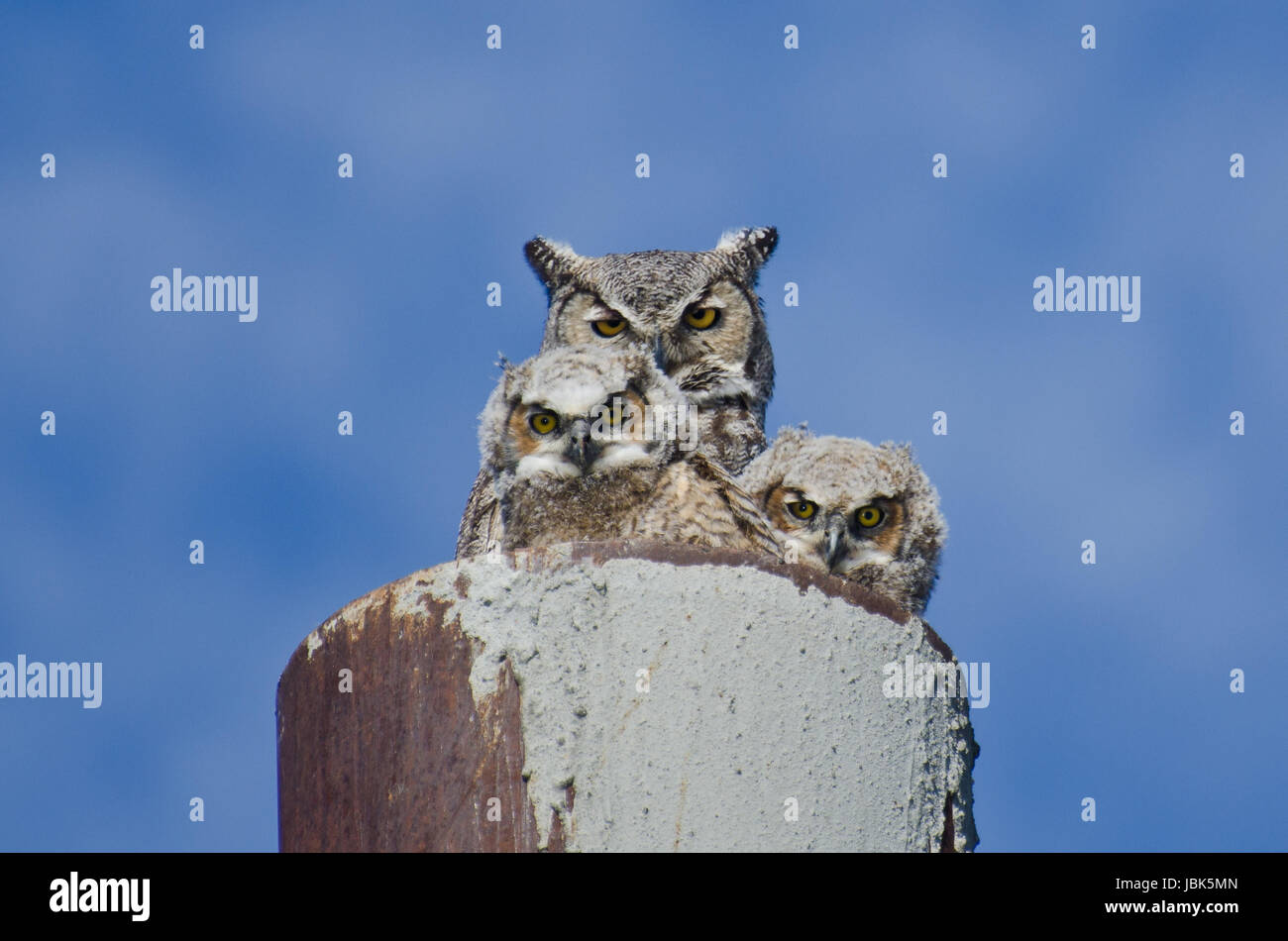 Two great horned owlets hi-res stock photography and images - Alamy