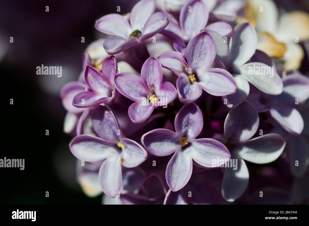 Lilac Blooms in Spring Stock Photo - Alamy