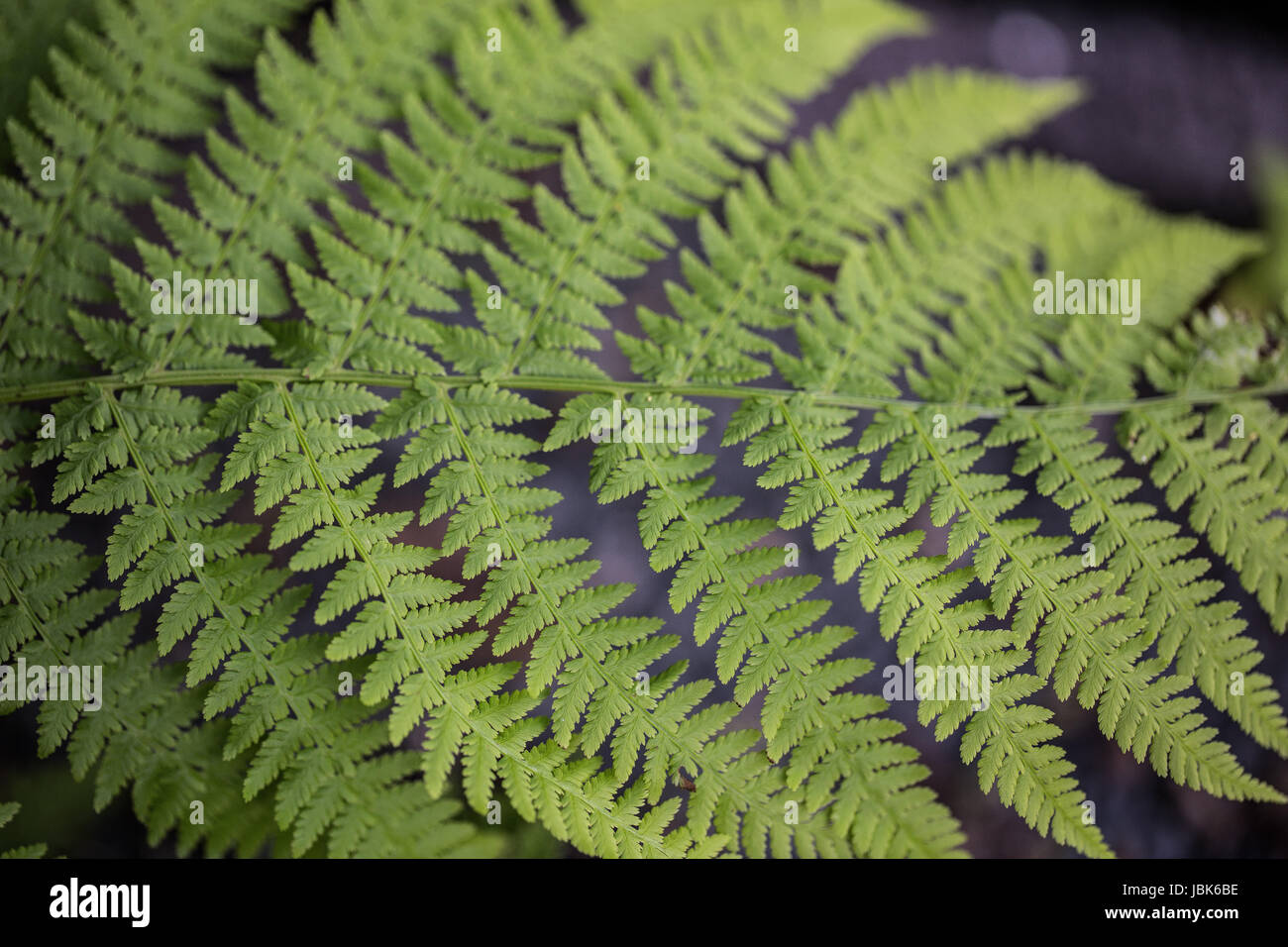 Bodendecker farn hi-res stock photography and images - Alamy