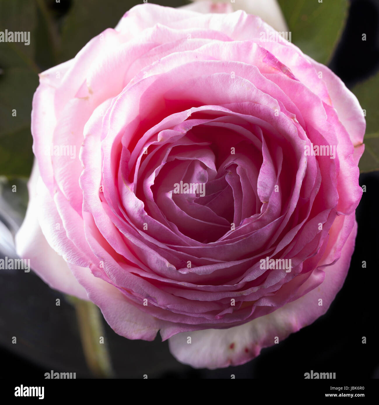 Pink rose from a glass bowl, black background Stock Photo - Alamy