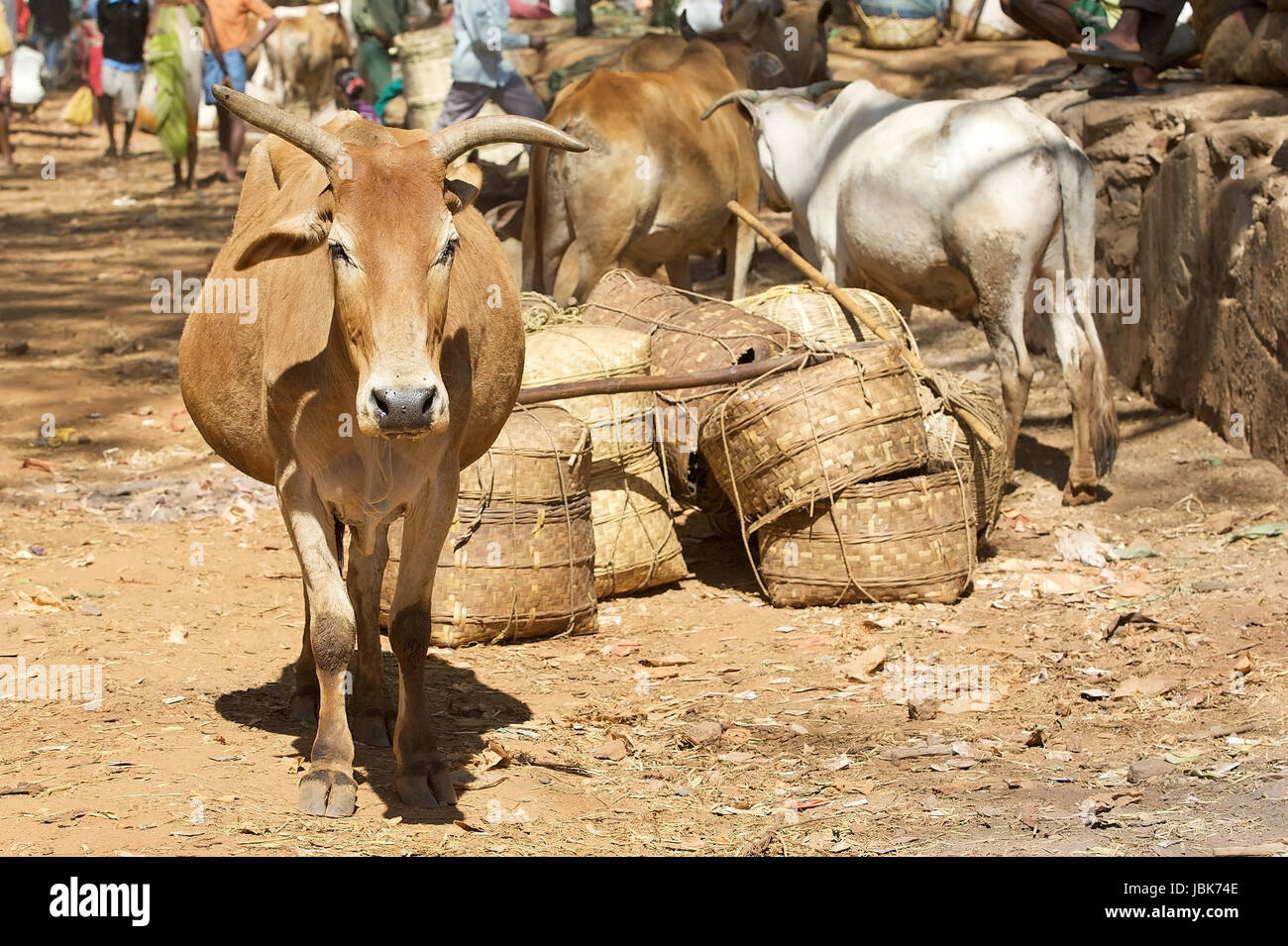 Cattle at the weekly tribal market, Orissa State, India Stock Photo - Alamy