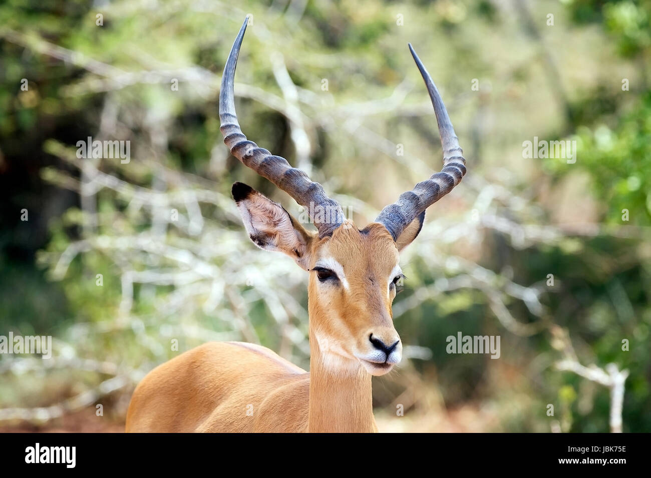 Male impala at the Serengeti National park, Tanzania Stock Photo - Alamy