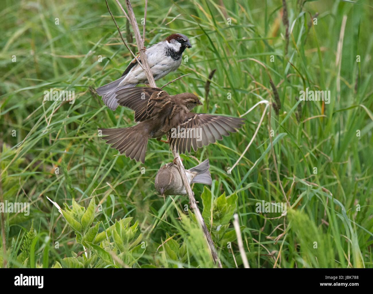 Sparrows decline hi-res stock photography and images - Alamy