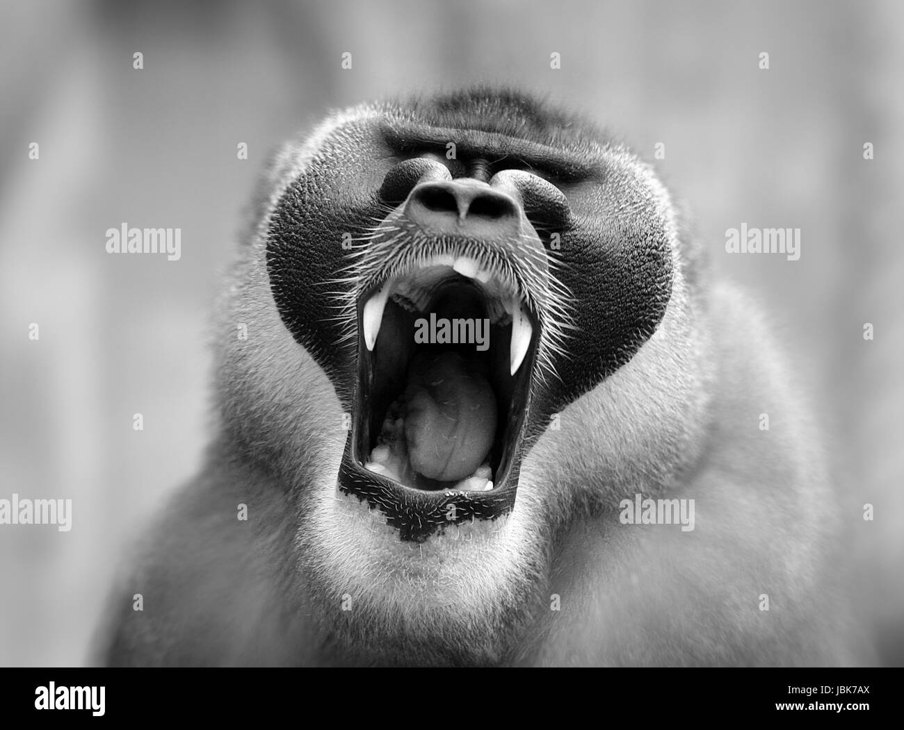 the yawn ii Stock Photo - Alamy