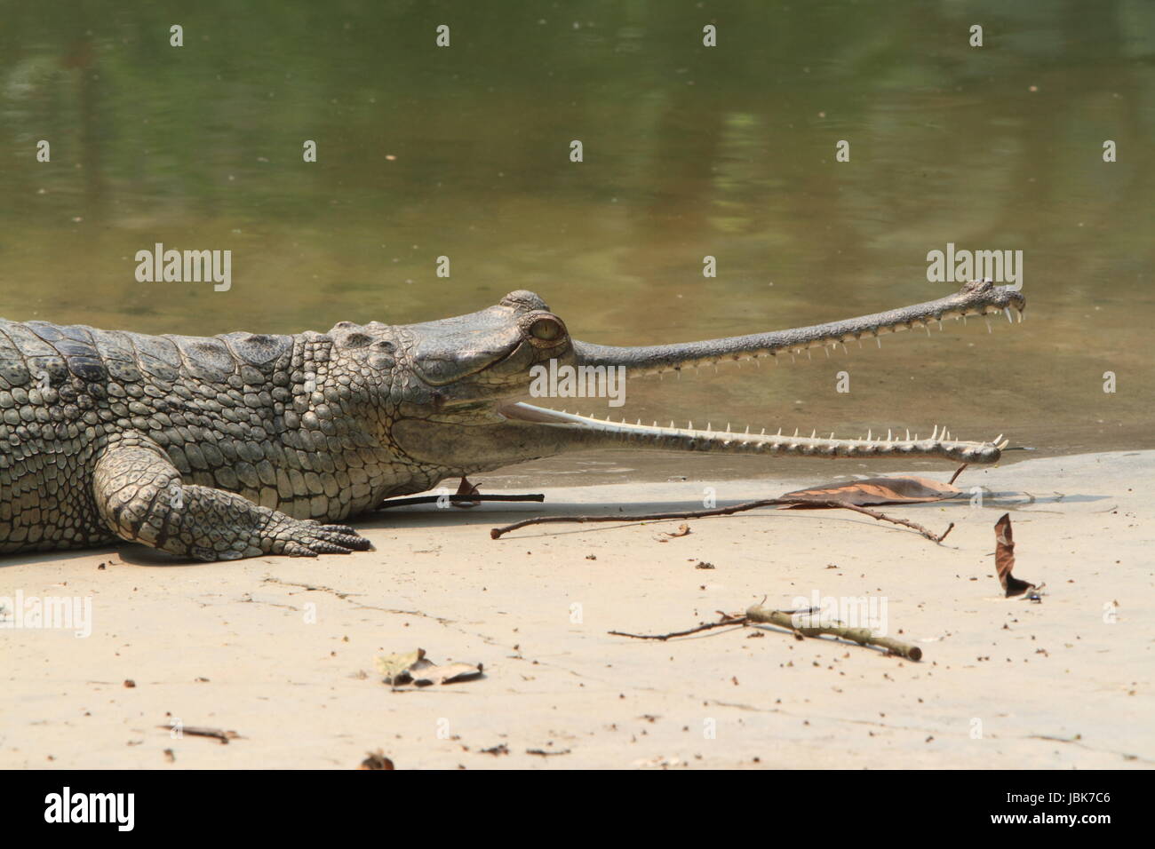 Ganges gavial hi-res stock photography and images - Alamy