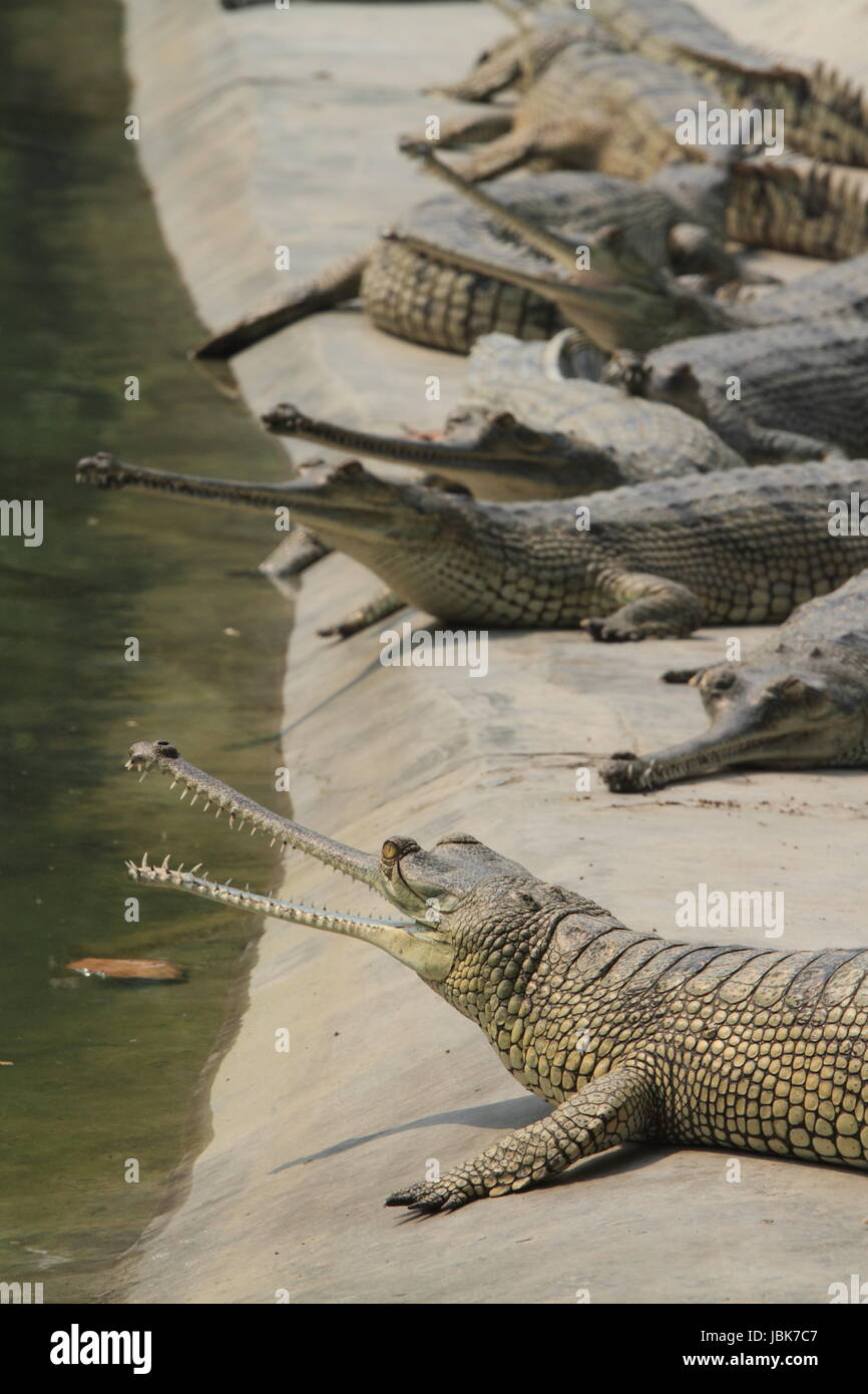 Ganges gavial hi-res stock photography and images - Alamy
