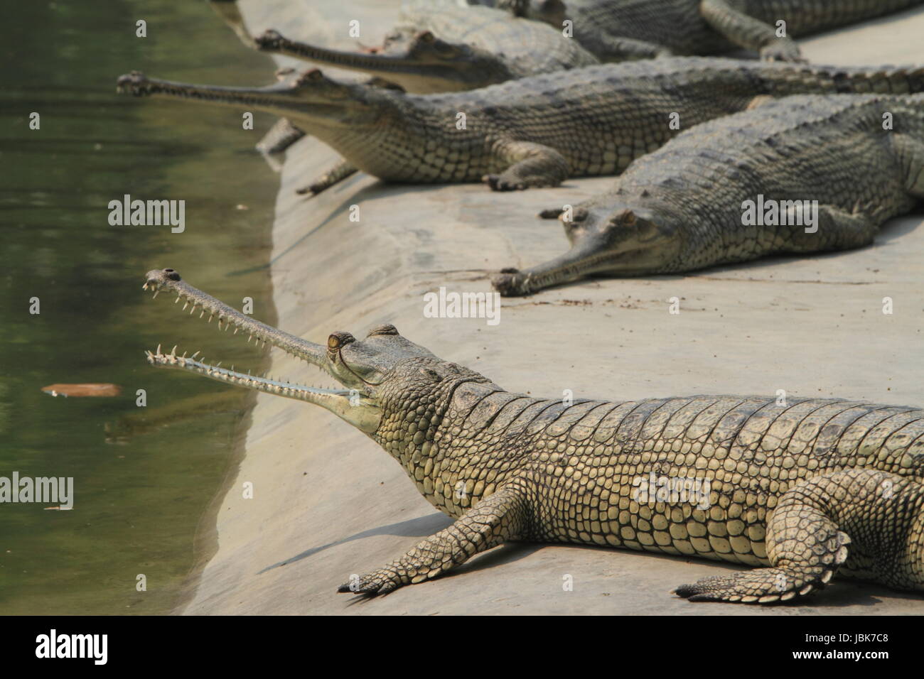 Ganges gavial hi-res stock photography and images - Alamy